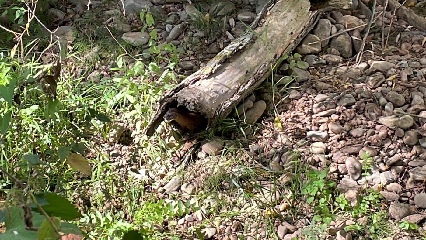 Liberados cinco visones europeos para potencar la recolonización ...